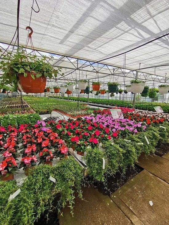 First & Second Plant Area's... | Reuben Shaw & Sons Promotion